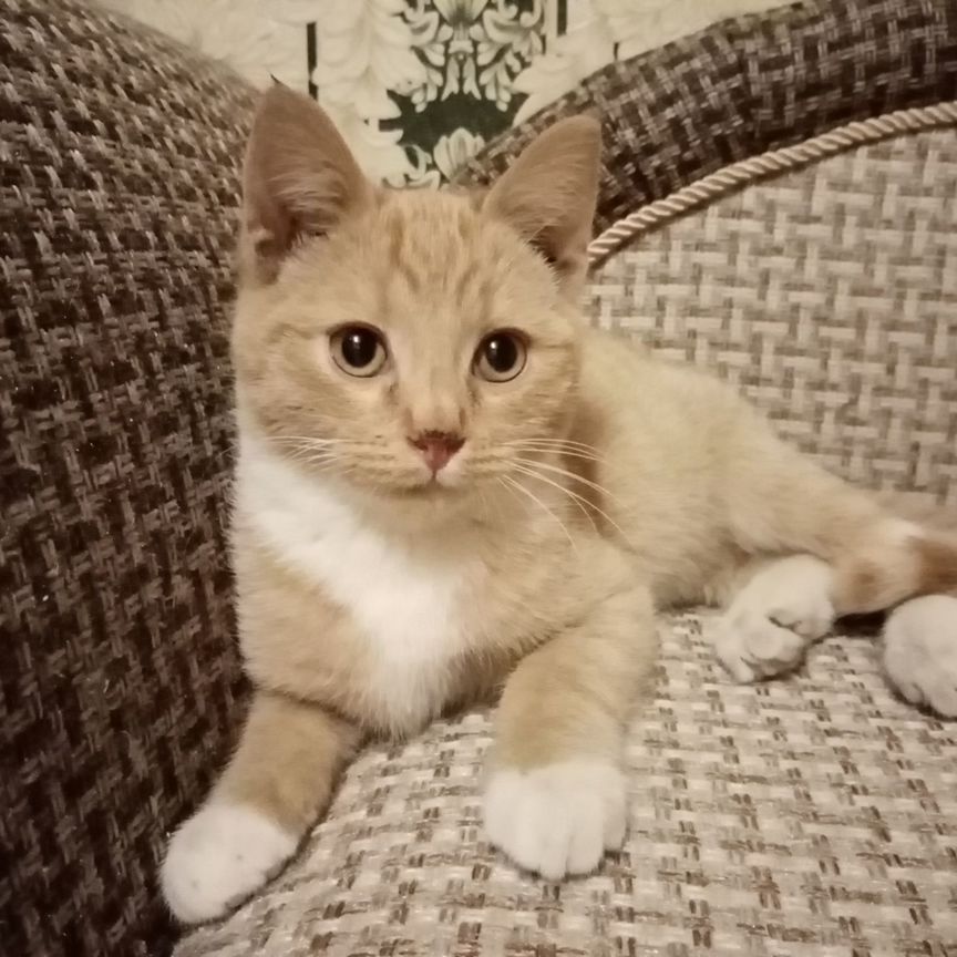 Котёнок в добрые руки