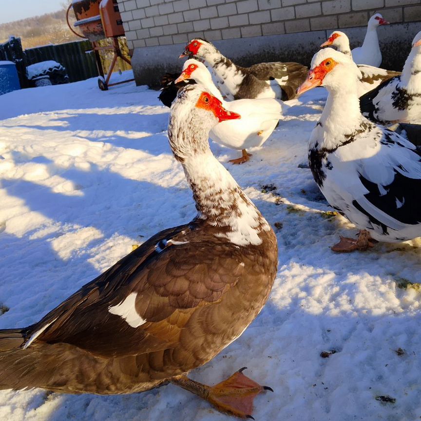 Индоутки взрослые