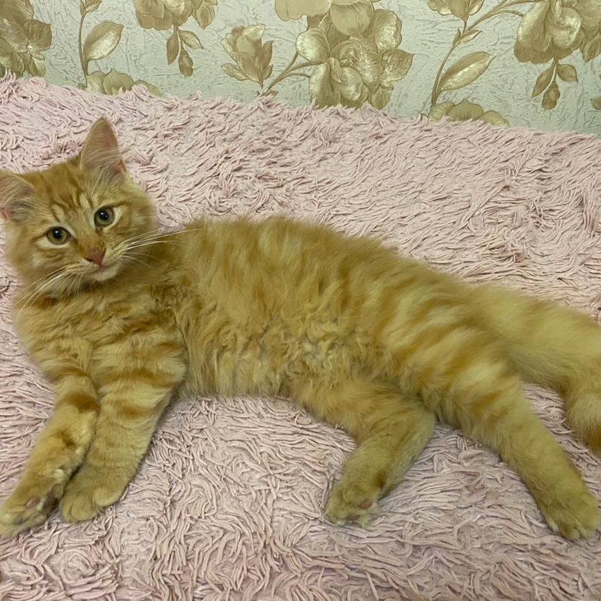 Рыжик ищет дом