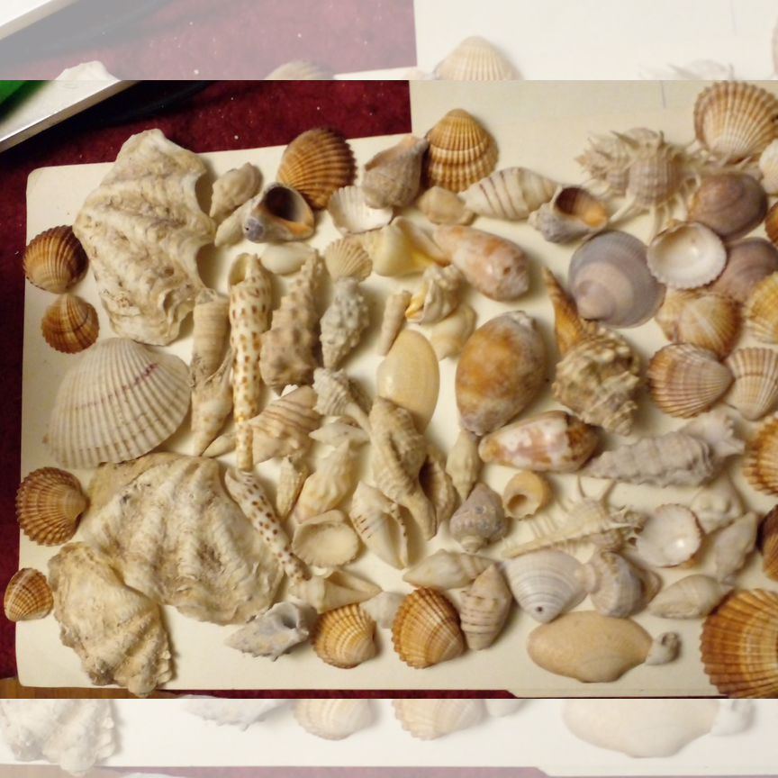 Морские раковины Красного моря