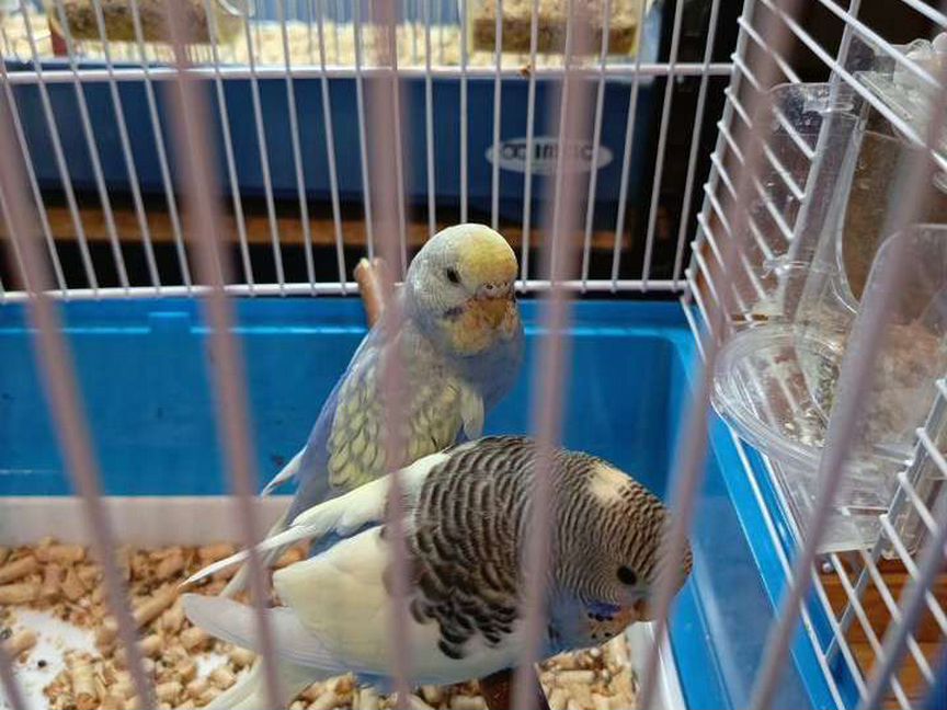 Волнистый попугай