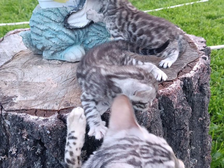Бенгальские котята серебро