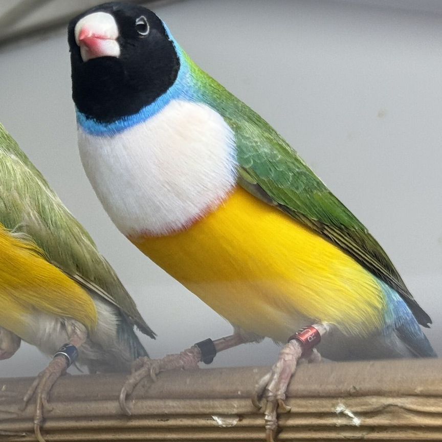 Амадина Гульда, самцы