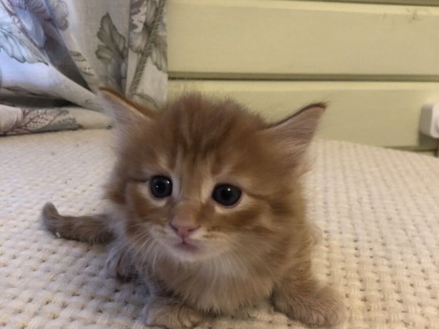 Котята 1 месяц