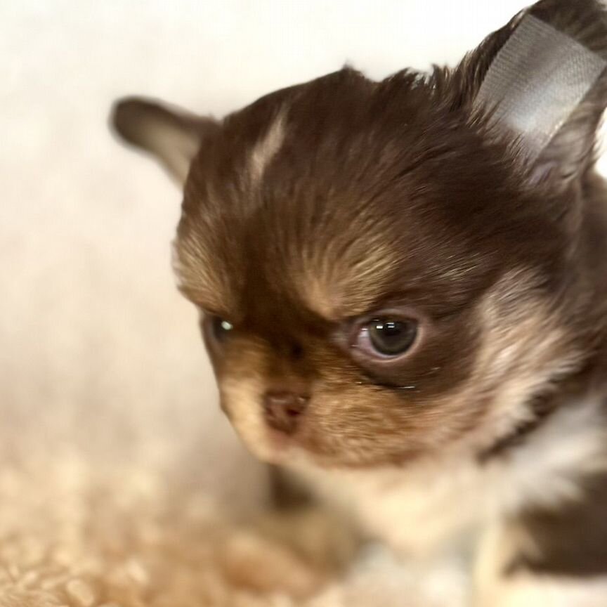 Чихуахуа, щенок
