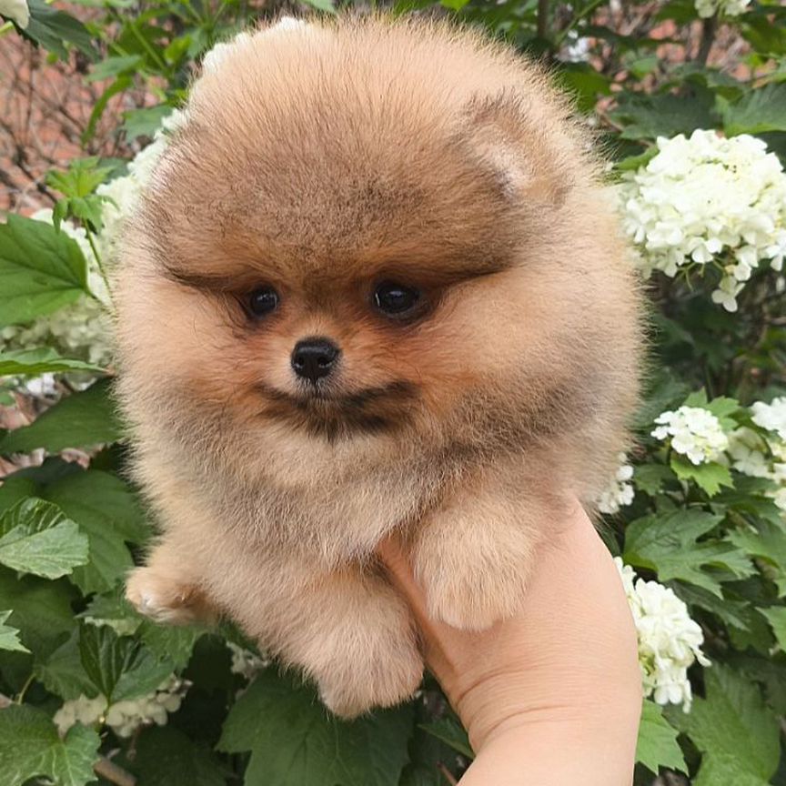 Померанский шпиц, щенок