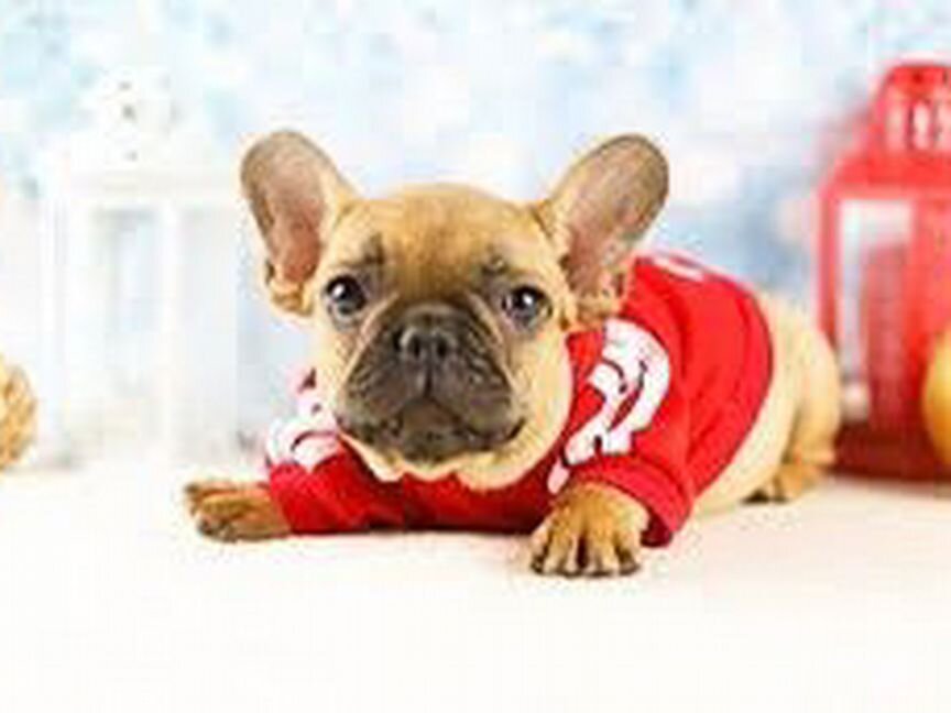 Новогодние Французские пацанчики круассанчики