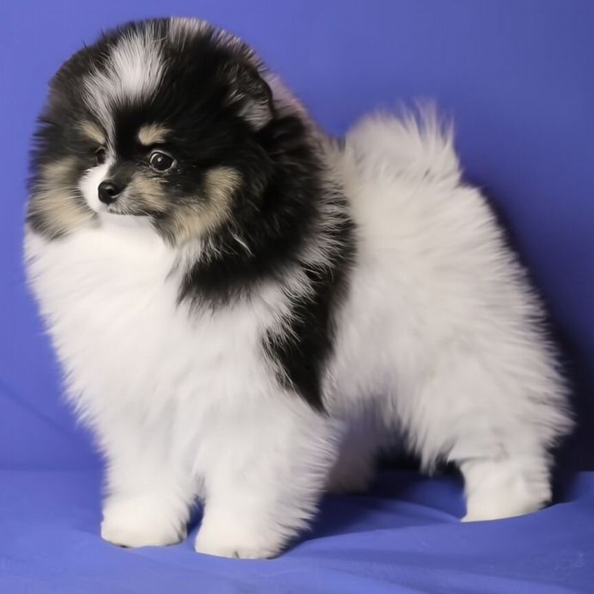 Померанский шпиц, щенок