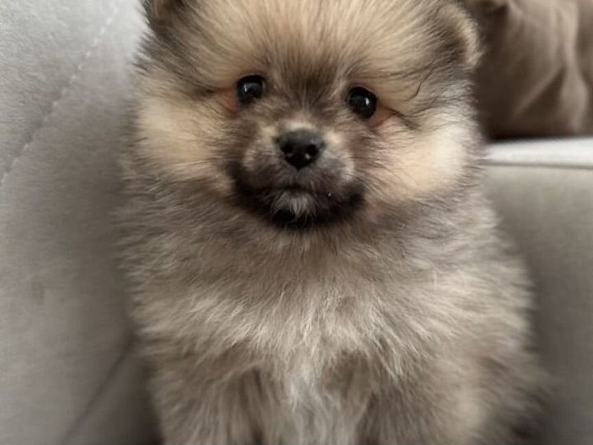 Щенки померанского шпица медвежьего типа