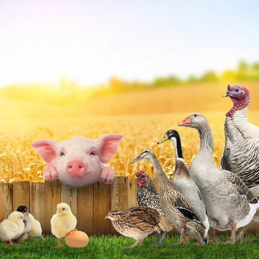 Продукты на корм животным в Калуге и области