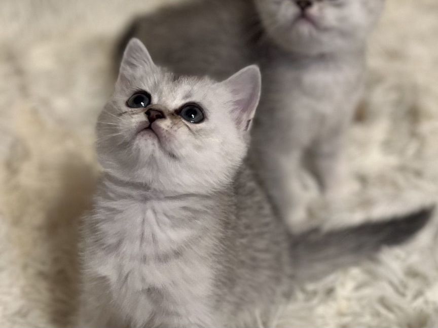 Шотландские прямоухие котята