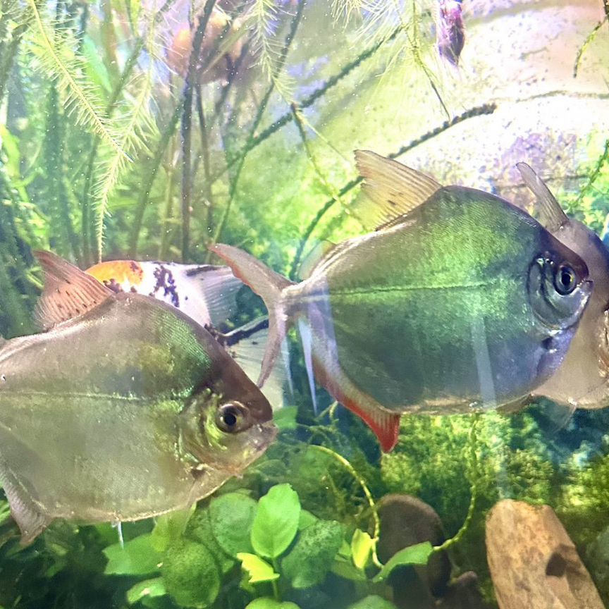 Рыба Метинис