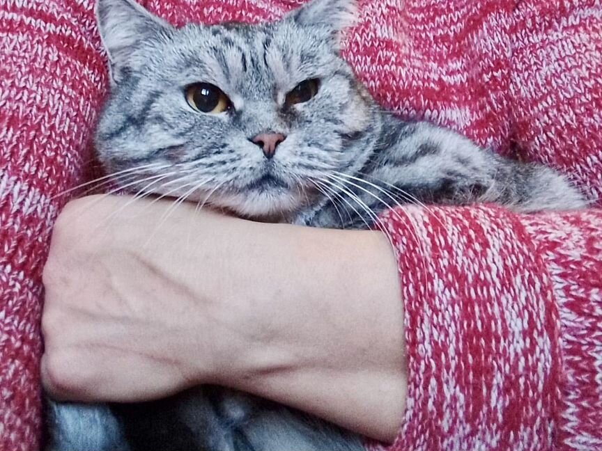 Кошечка Грейси в стрессе