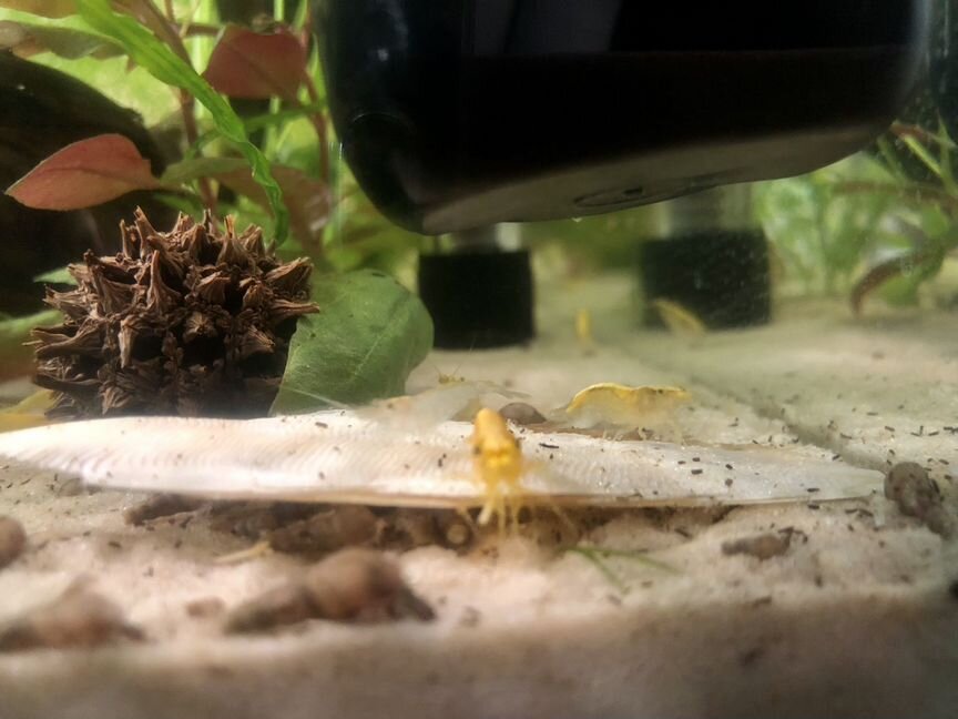 Аквариумные креветки желтый неон