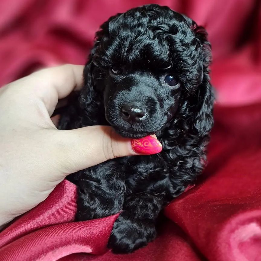 Той-пудель, щенок