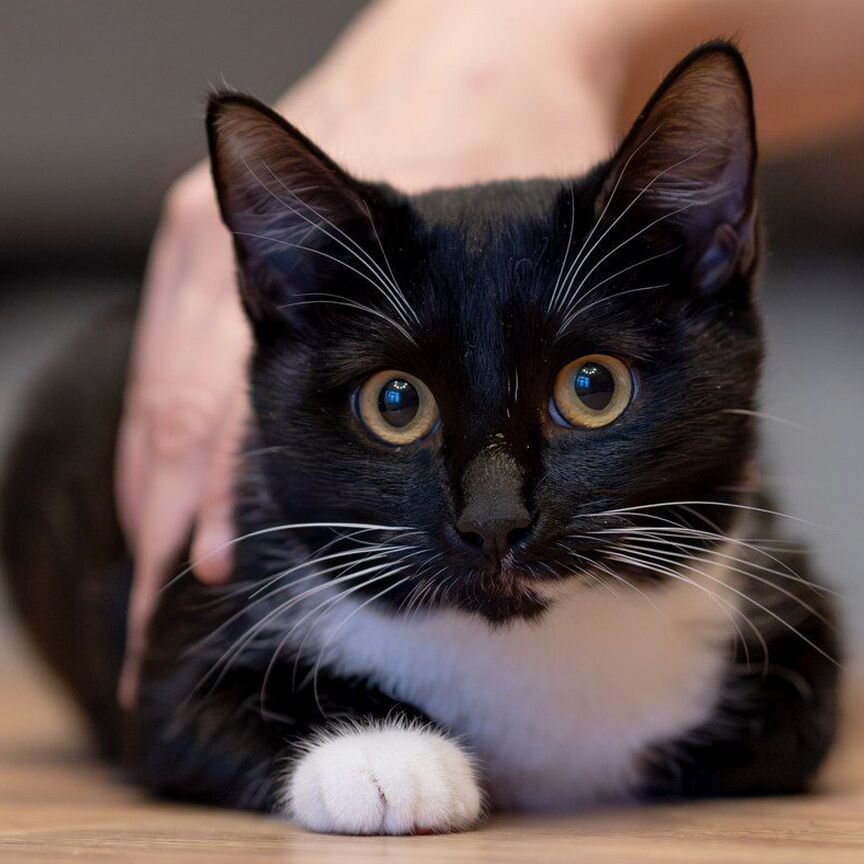 Котёнок в добрые руки