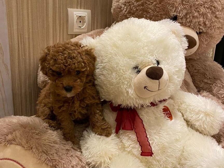 Мишка мальтипу Тедди