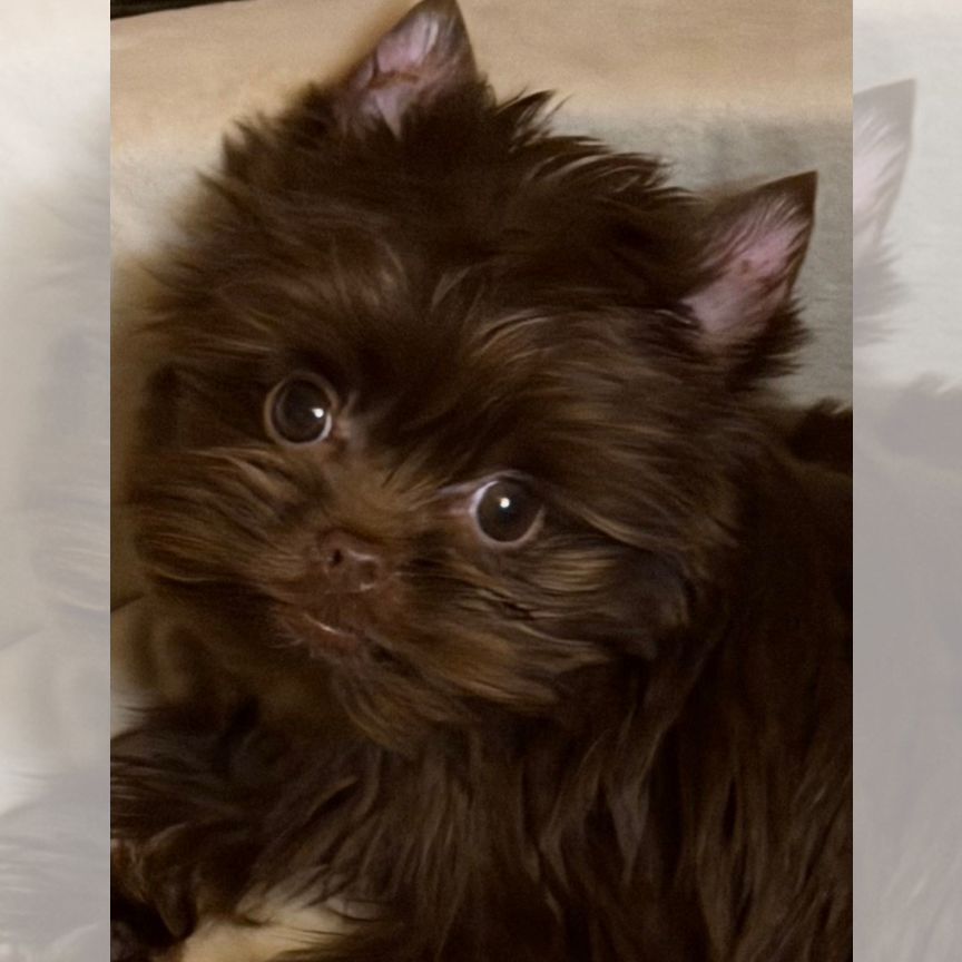 Йоркширский терьер, щенок