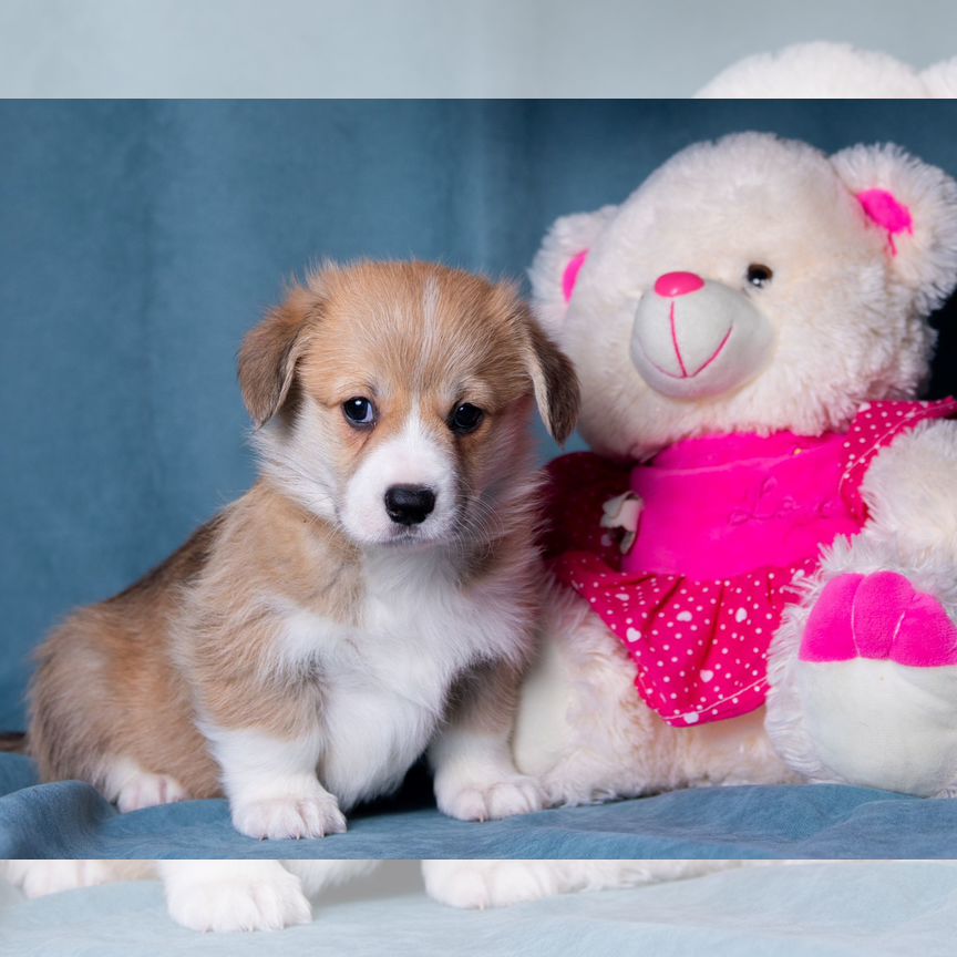 Вельш Корги Пемброк, щенок