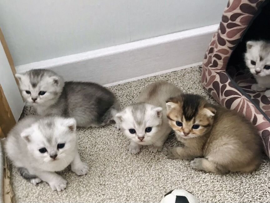 Британские котята шиншиллы