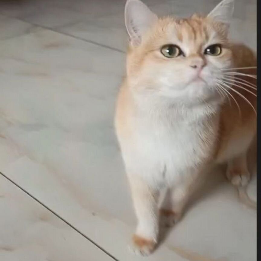 Кошка золотая шиншилла