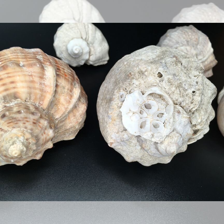 Набор ракушек 5 шт