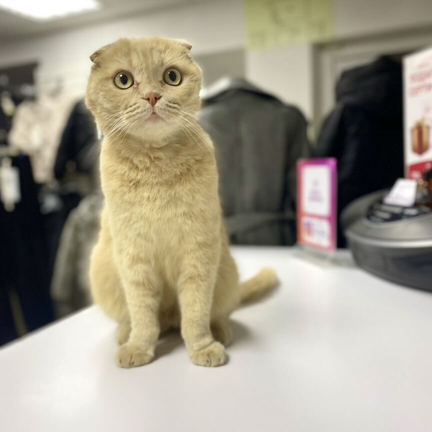 Шотландский кастрированный кот