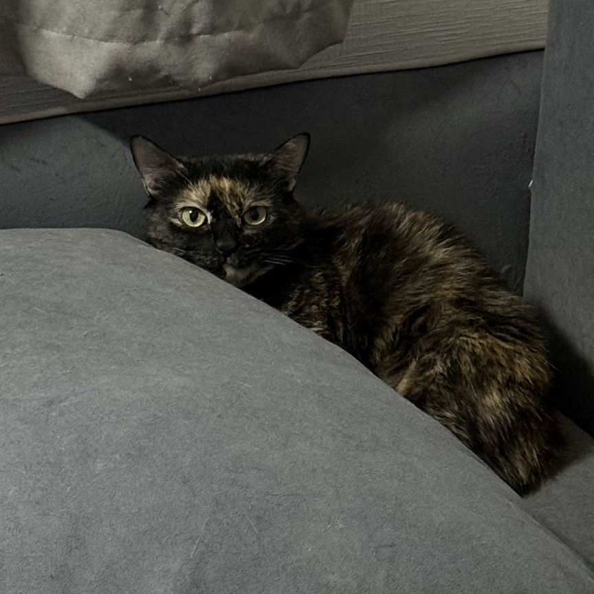 Взрослая, кошка в добрые руки