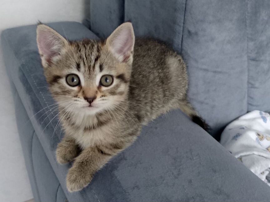 Шатланские котята