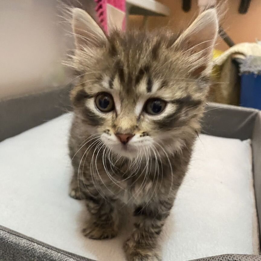 Сибирский котёнок