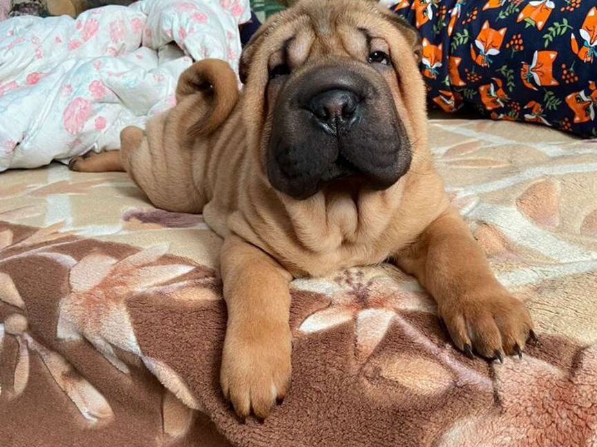 Щенки шарпеи