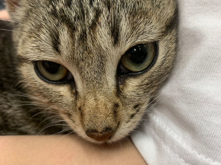 Кошка котёнок отдам в добрые руки