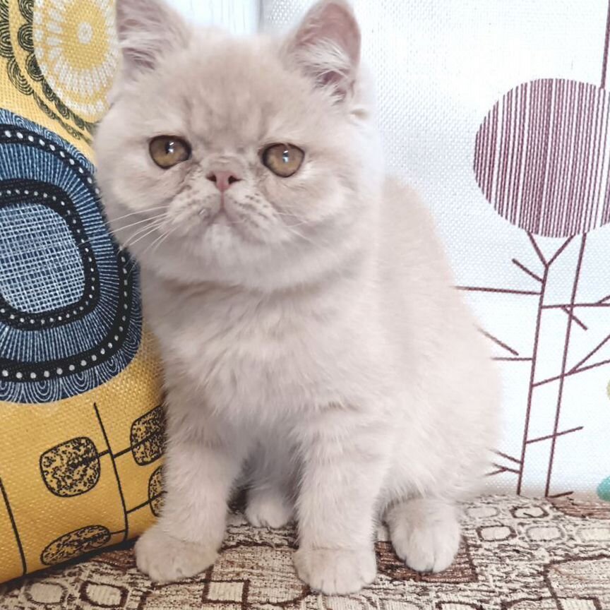 Плюшевая экзоточка