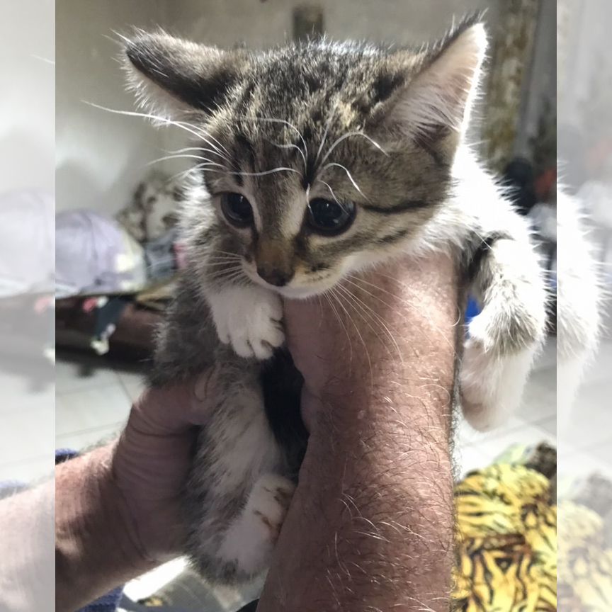 Котики