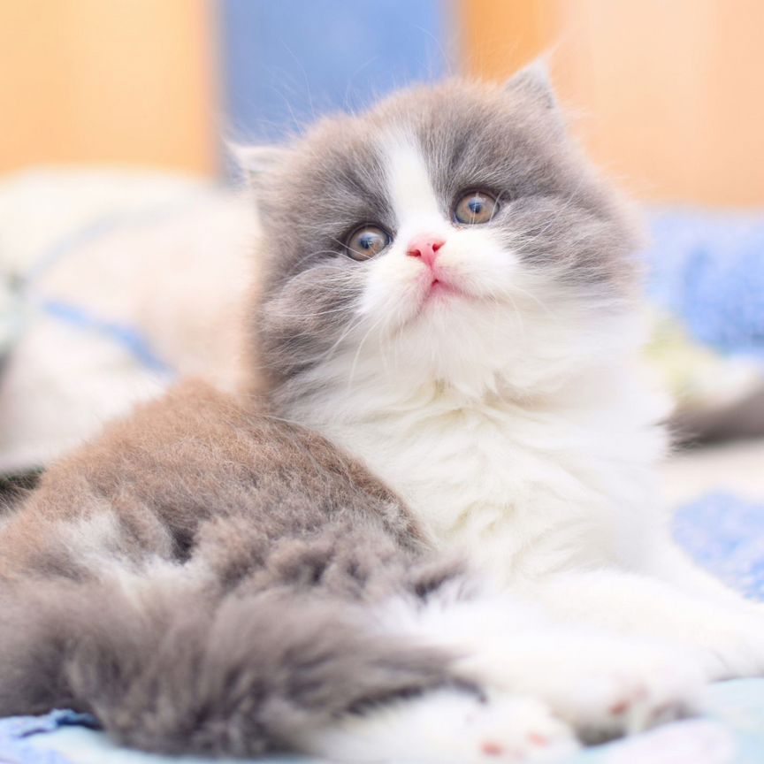 Британский длинношёрстный котёнок