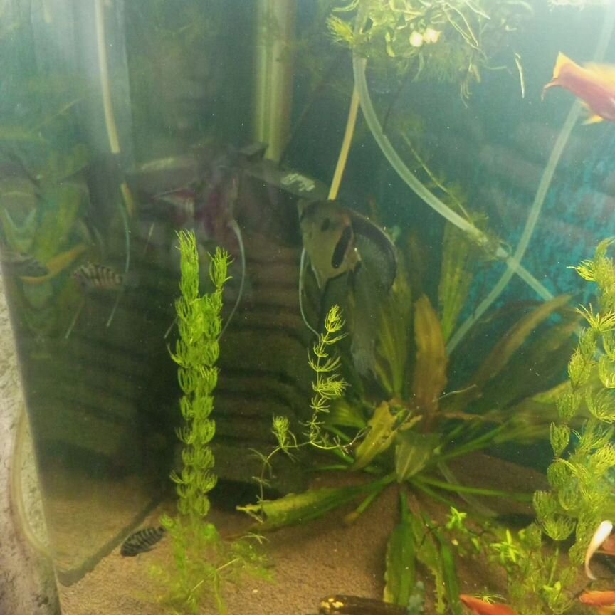 Продам или обменяю больших скалярий