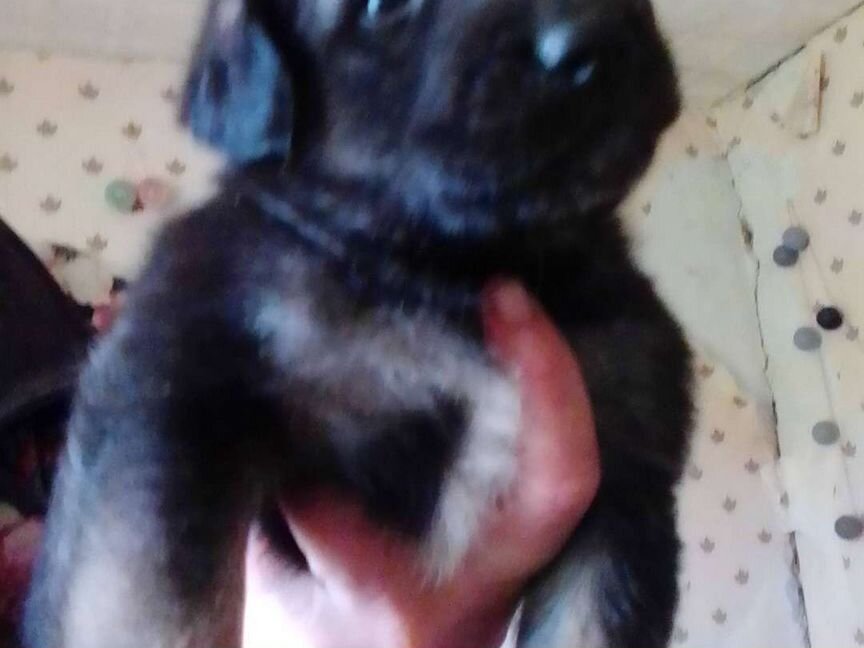 Щенки от маденькой соачки сами тоже будут менькие