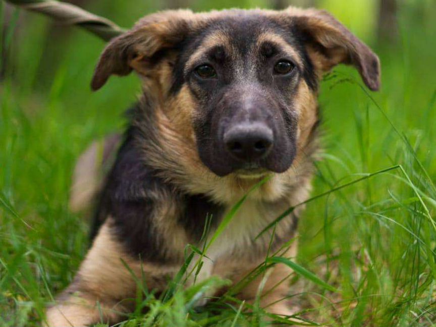 Щенок Джун ждёт вас в приюте Некрасовка