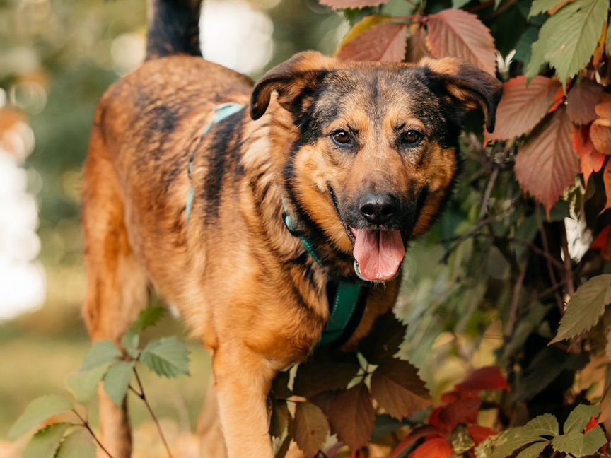 Собака в добрые руки