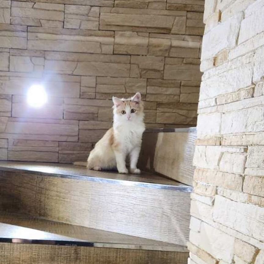 Котенок в добрые руки