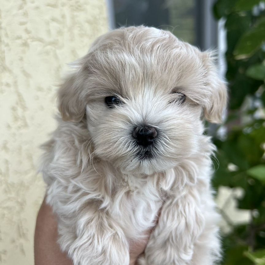 Шикарная девчонка Мальтипушка f1