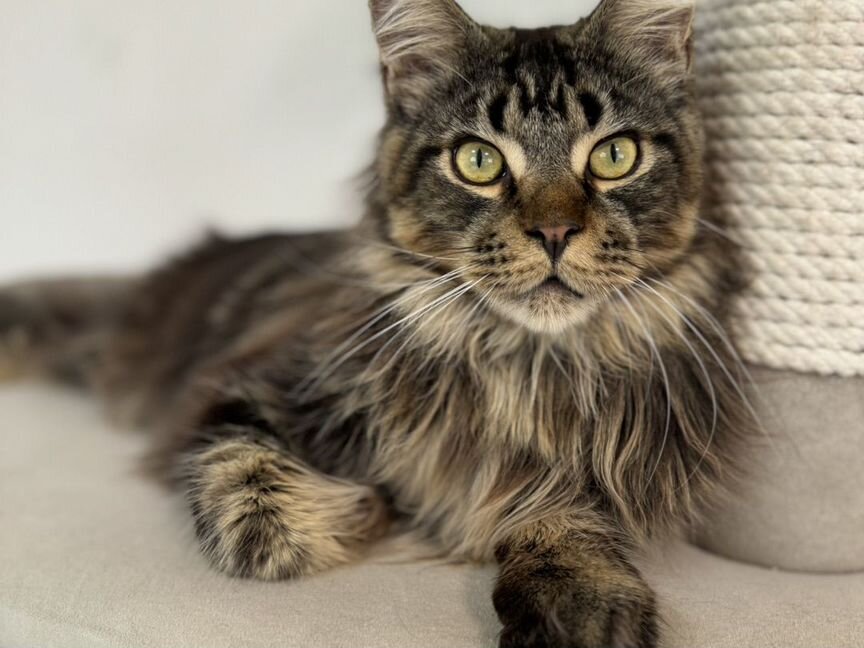 Мейн-кун котик