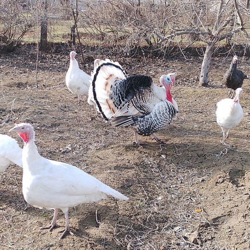 Индюки индюшки