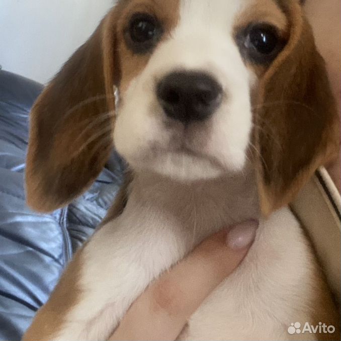 Щенок Бигля Девочка