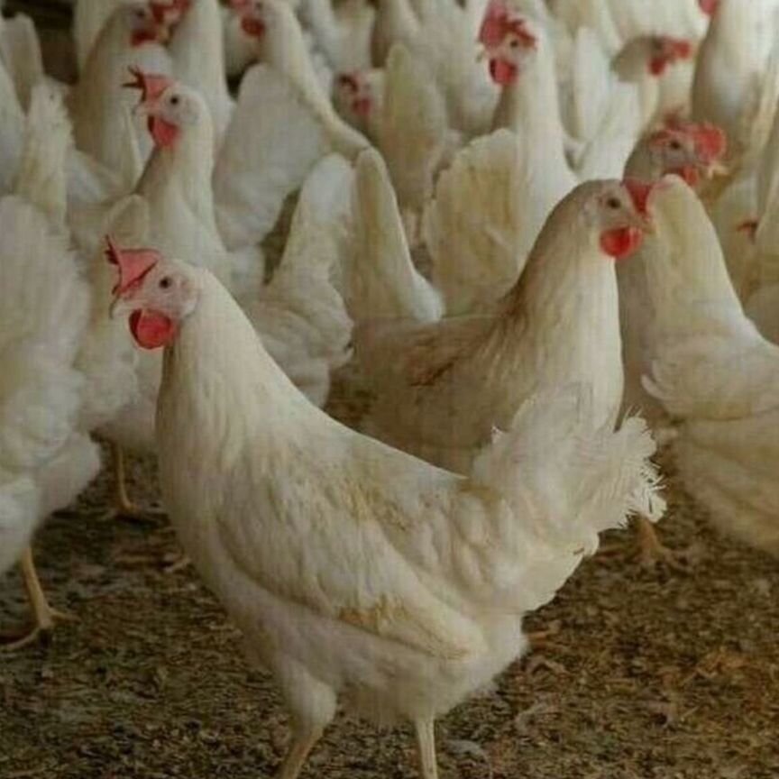 Куры несушки