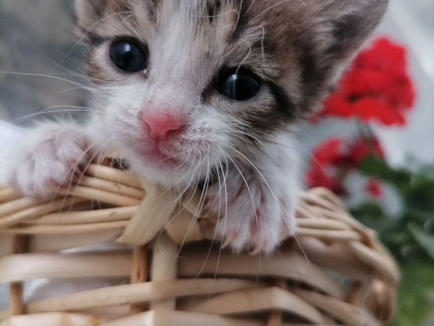 Отдам котенка в добрые руки