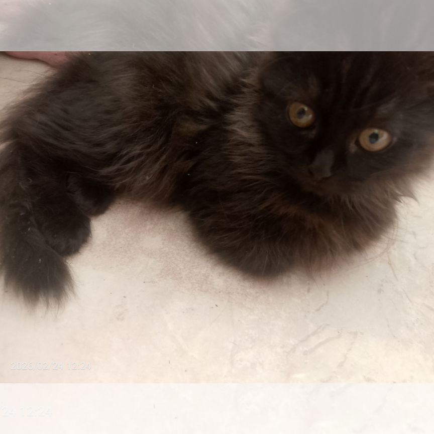 Персидский котёнок