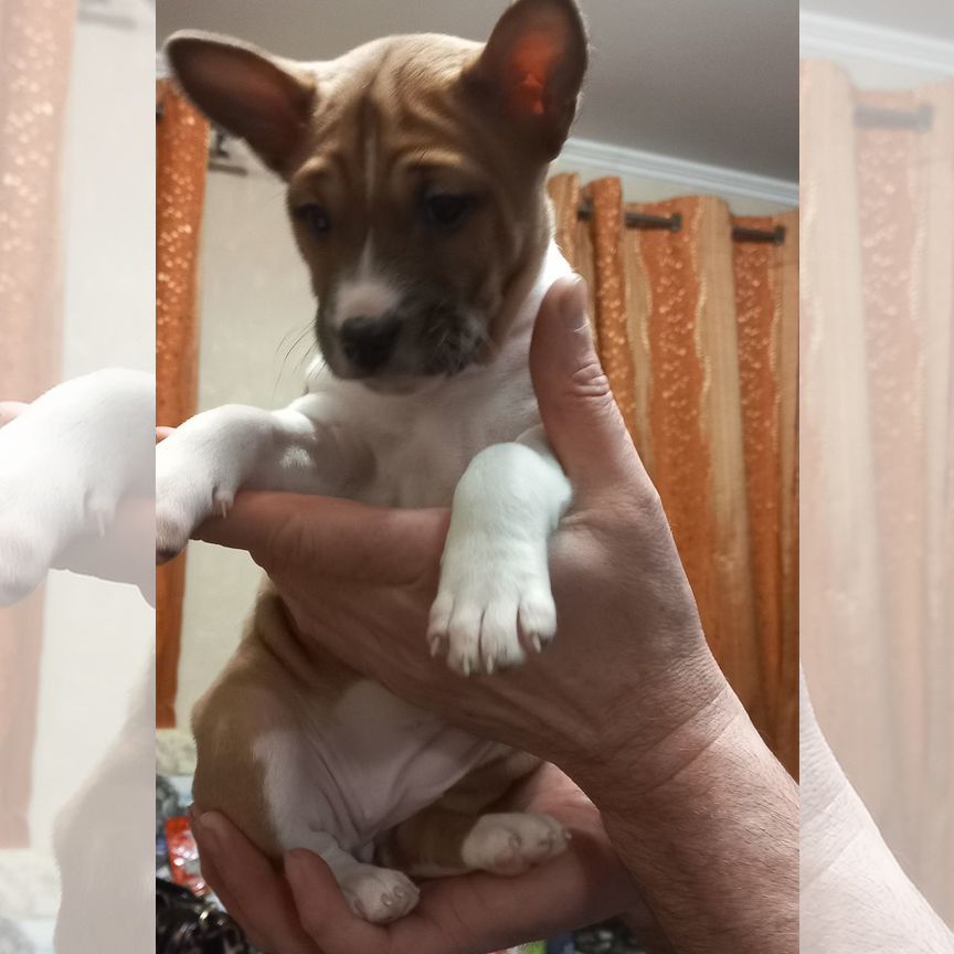 Басенджи, щенок