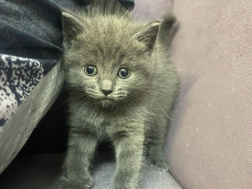 Британские котята