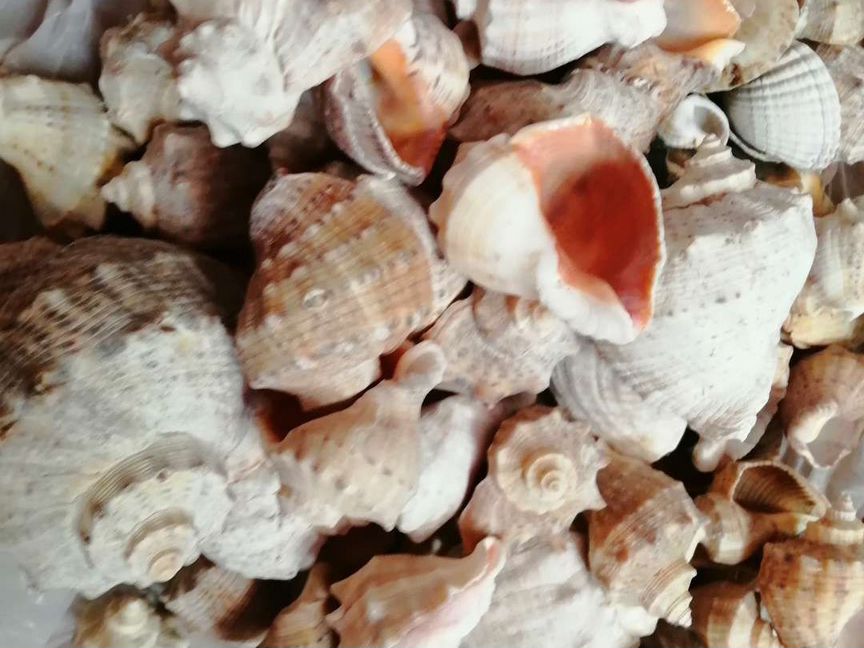 Морские ракушки раковины
